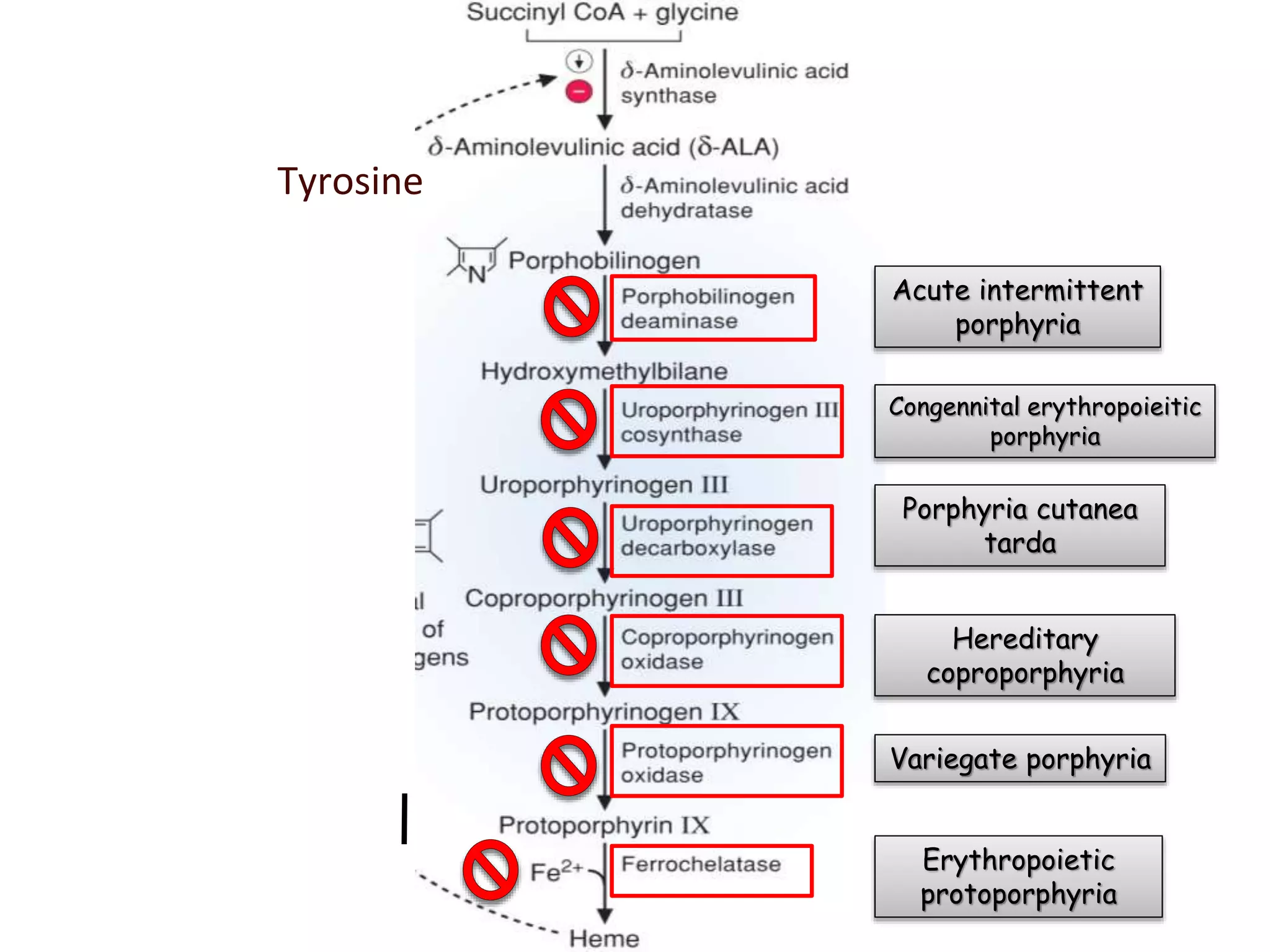 Heme Biosynthesis and Its disorders (Porphyria) | PPSX