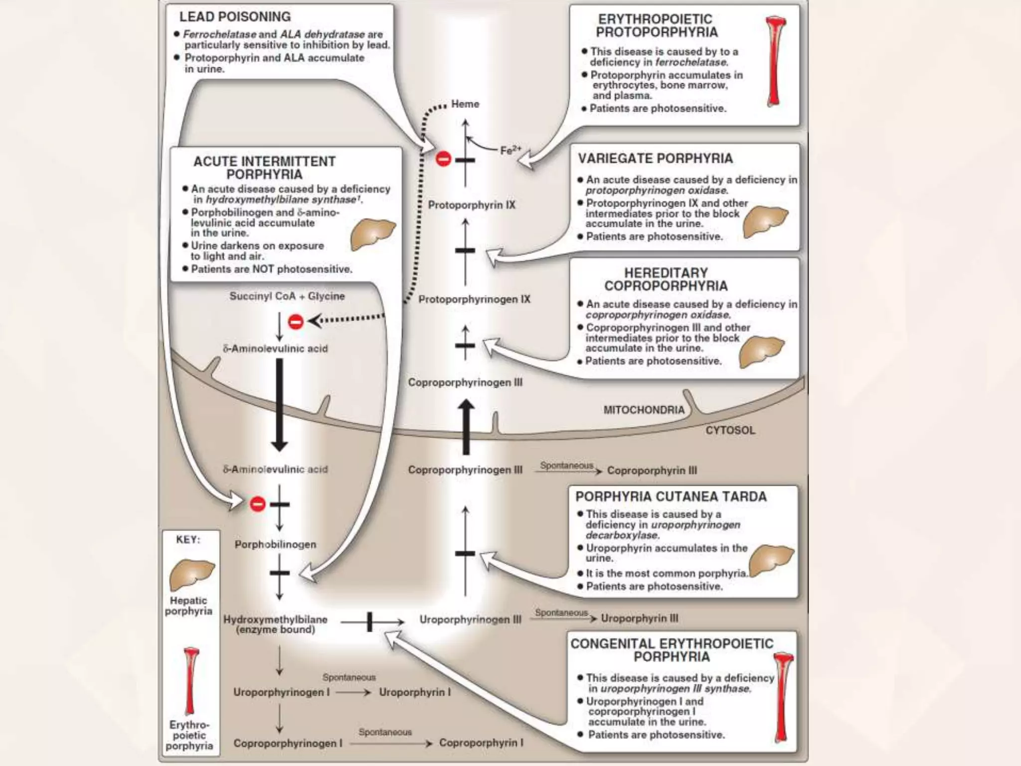 Heme Biosynthesis and Its disorders (Porphyria) | PPSX