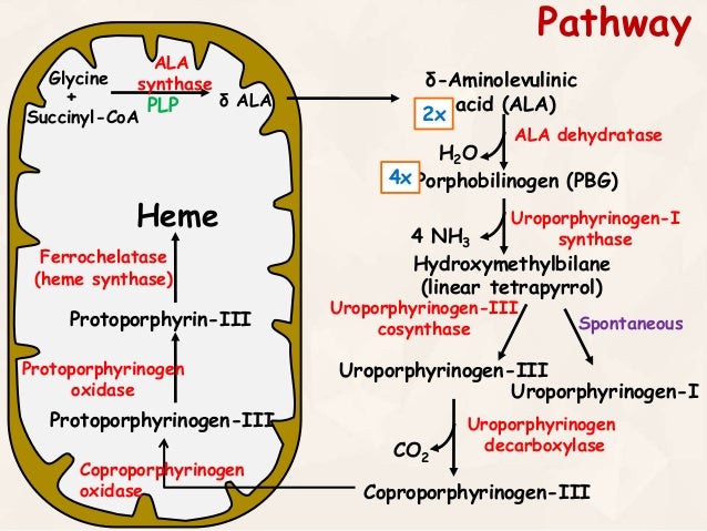 Heme Biosynthesis and Its disorders (Porphyria)