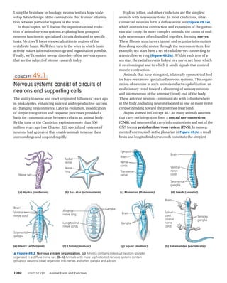49 nervous systems | PDF