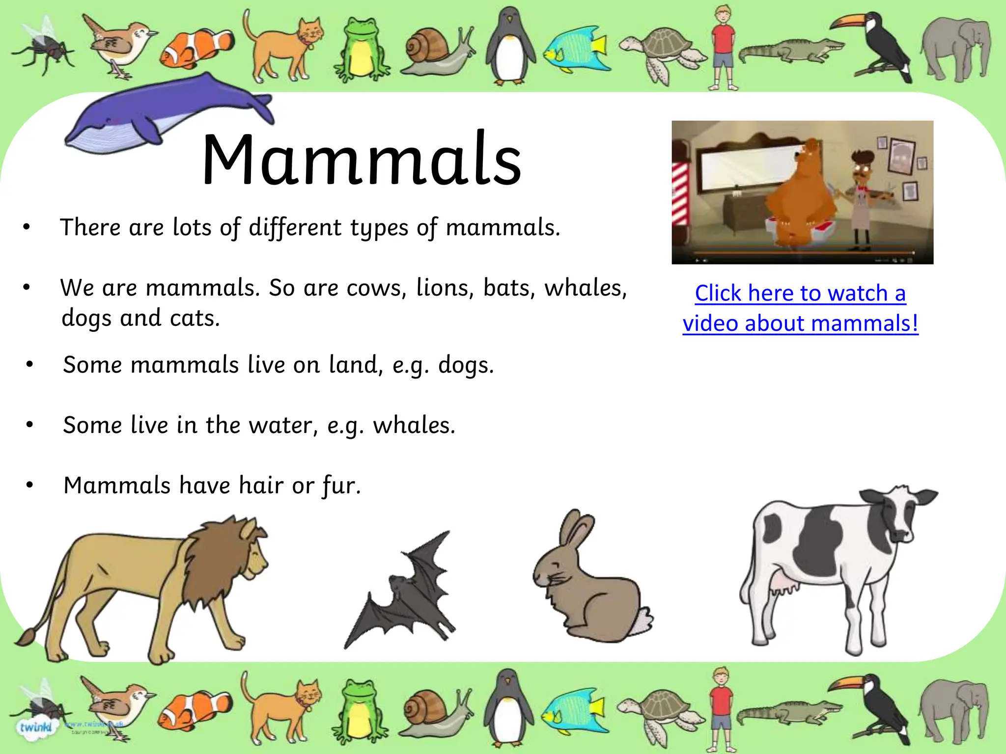 Animal types, diferent types of birds, fishes and earth animals | PPT