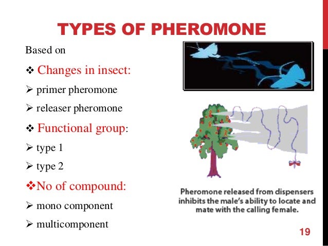 INSECT COMMUNICATION CREDIT