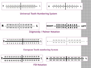 49458563-OGY-AND-MORPHOLjhbhjgbjhgnTITION.pptx
