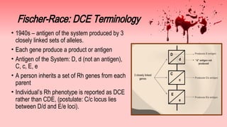 496421376-Rh-Blood-Group-System slides.pdf