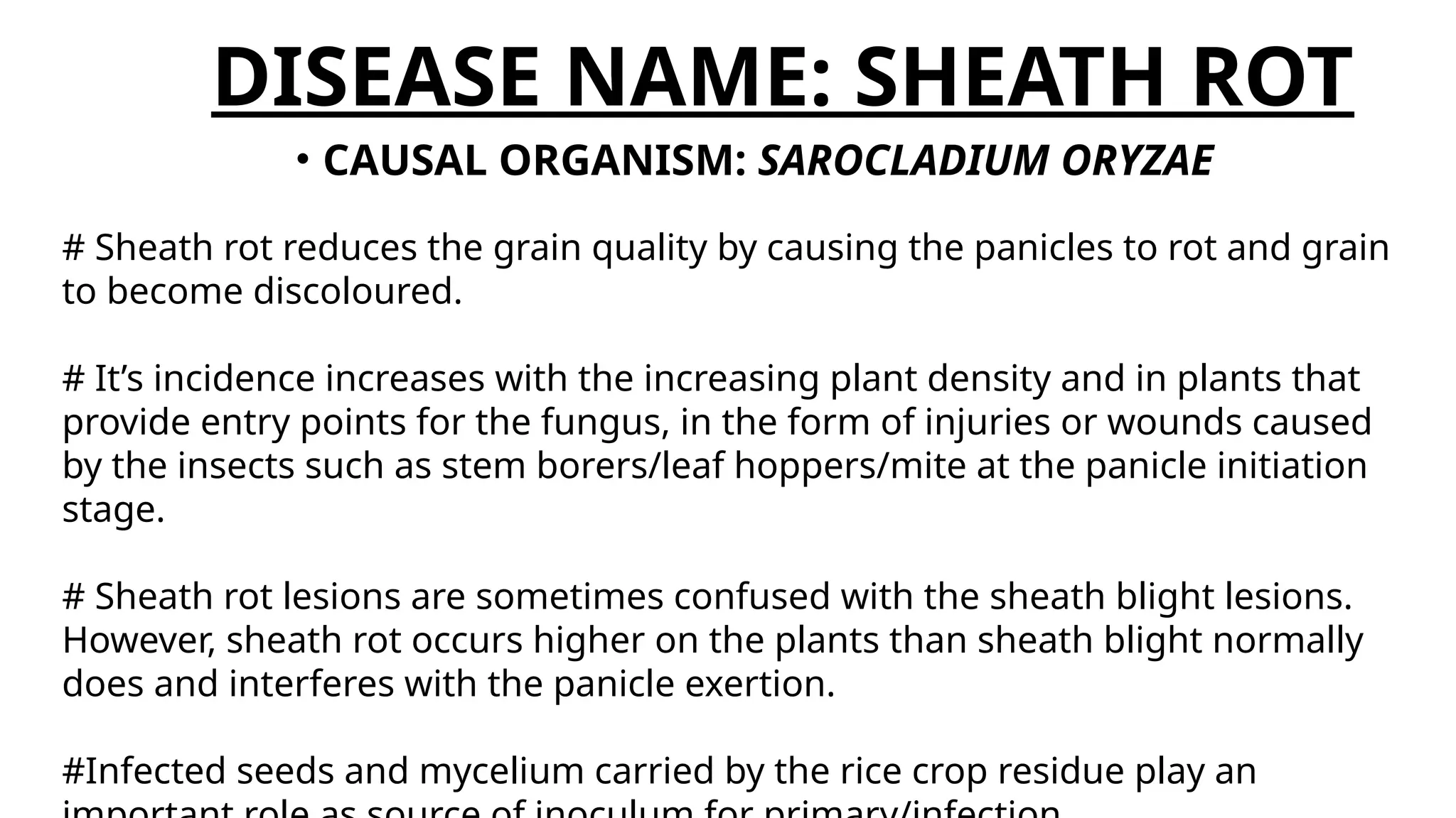 4979sheath blight and rot in paddy_085653.pptx