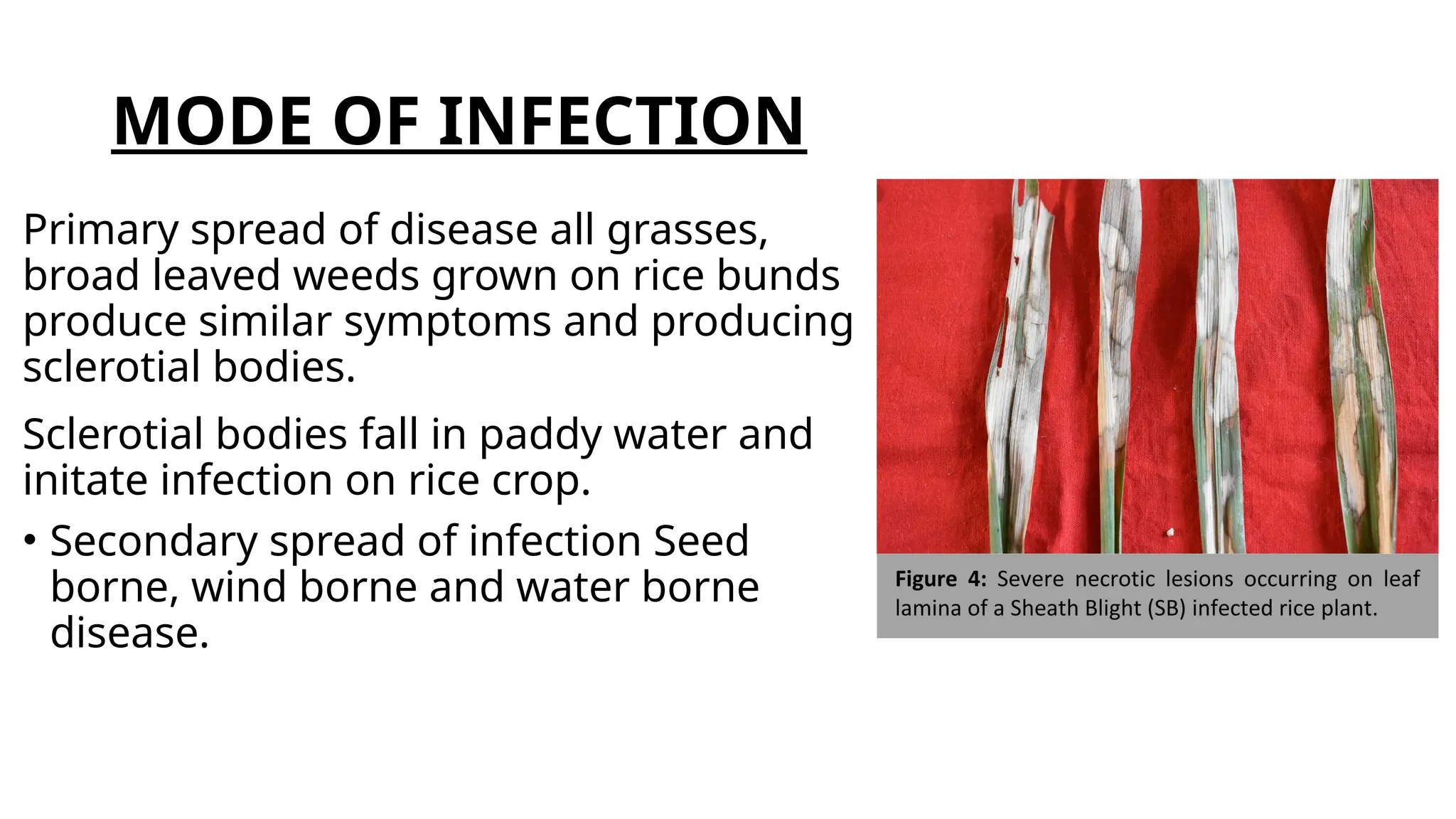 4979sheath blight and rot in paddy_085653.pptx