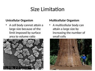 498096872-Unicellular-and-Multicellular-Organisms.pptx
