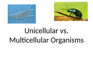 498096872-Unicellular-and-Multicellular-Organisms.pptx