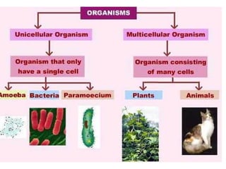 498096872-Unicellular-and-Multicellular-Organisms.pptx