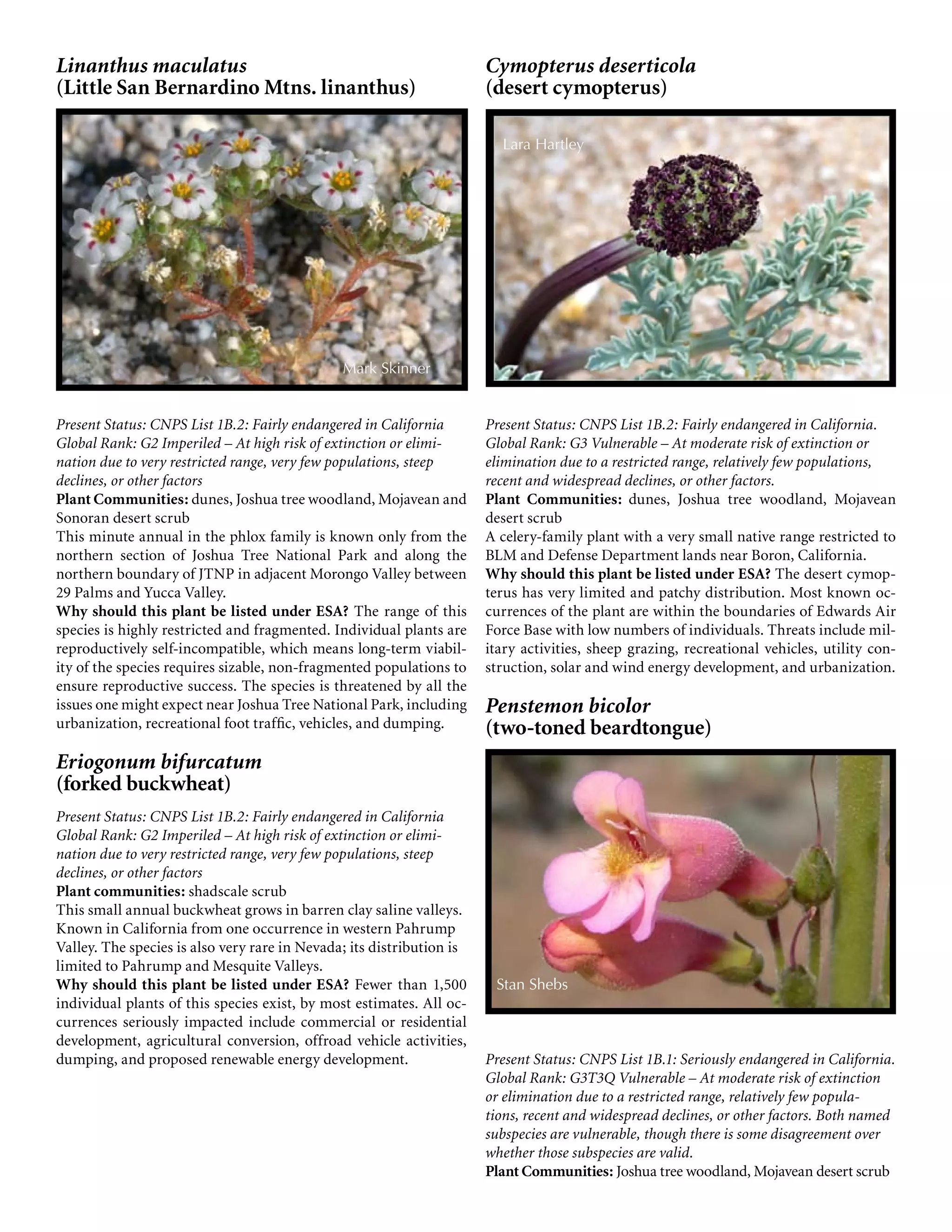 49882138 ten-california-desert-plants-that-should-be-protected-under ...