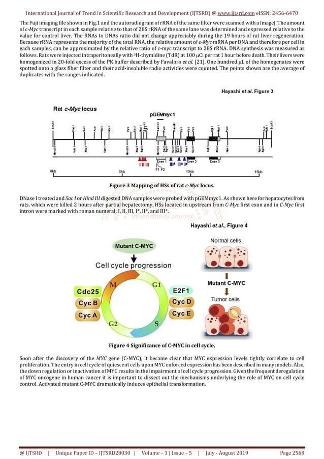 Cancer Precision Medicine Physiological Function of C MYC as Targeted ...