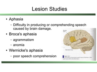 The Neurophysiology of Speech | PDF