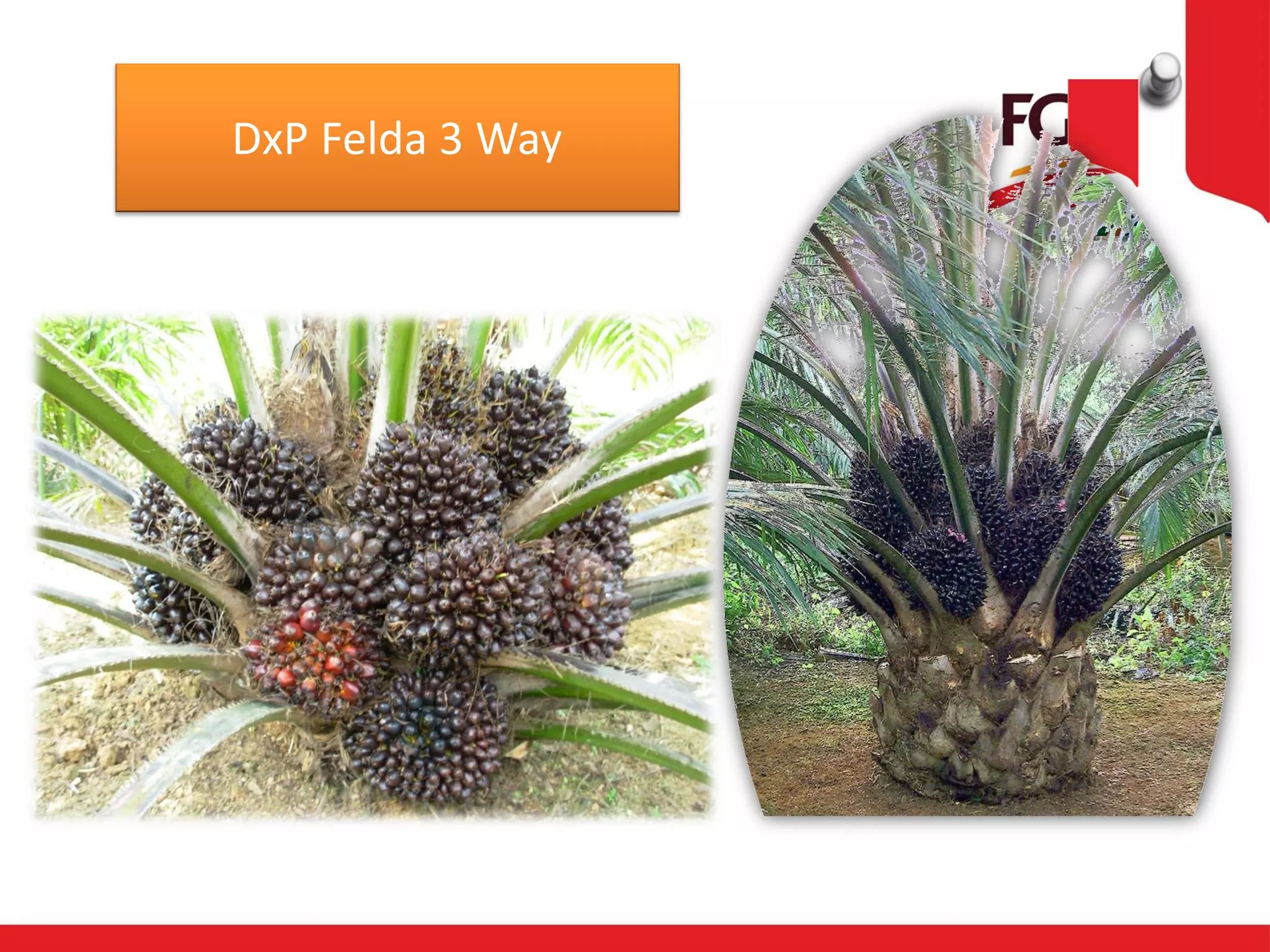 4a. Biobased crops - Sharifah Rabiah Syed Alwee | PPT