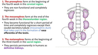 4a. Urinary System explanation with all parts | PPT