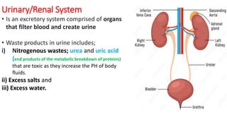 4a. Urinary System explanation with all parts | PPT