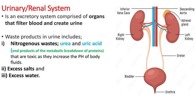 4a. Urinary System explanation with all parts | PPT