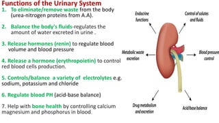 4a. Urinary System explanation with all parts | PPT