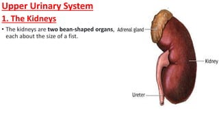 4a. Urinary System explanation with all parts | PPT