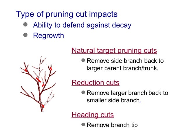 4a Basic Pruning Cuts & Codit | PPT