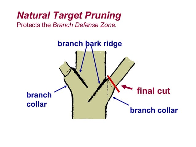 4a Basic Pruning Cuts & Codit | PPT
