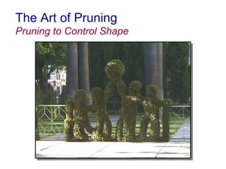 4a Basic Pruning Cuts & Codit | PPT