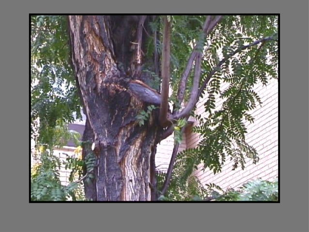 4a Basic Pruning Cuts & Codit | PPT