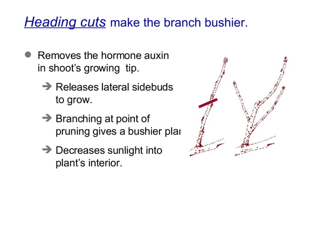 4a Basic Pruning Cuts & Codit | PPT