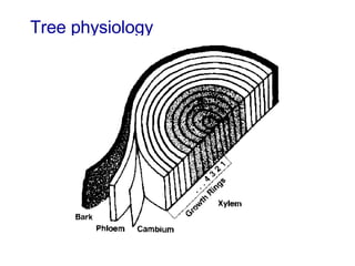4a Basic Pruning Cuts & Codit | PPT
