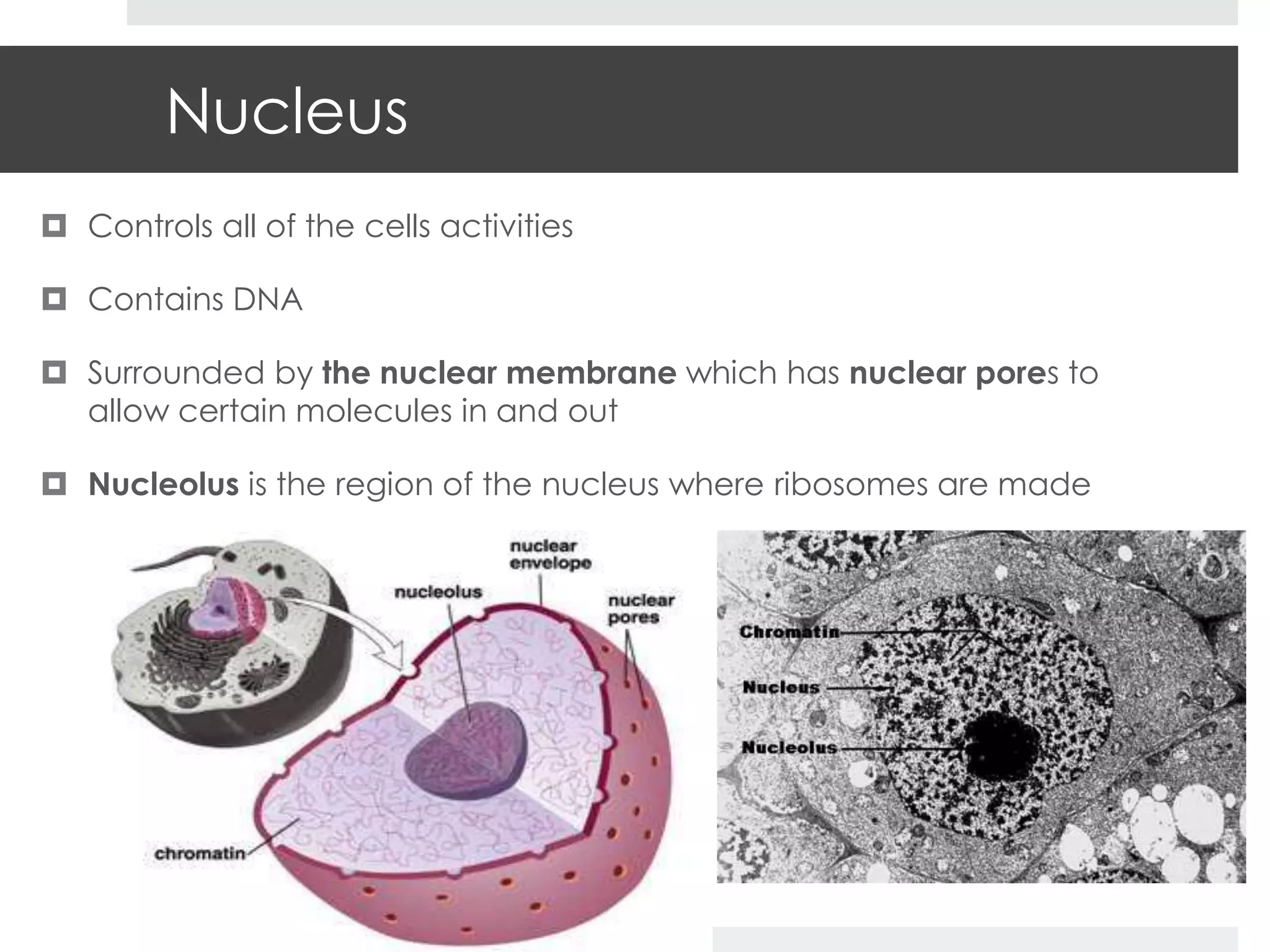4a Cell Structure and Function | PPTX