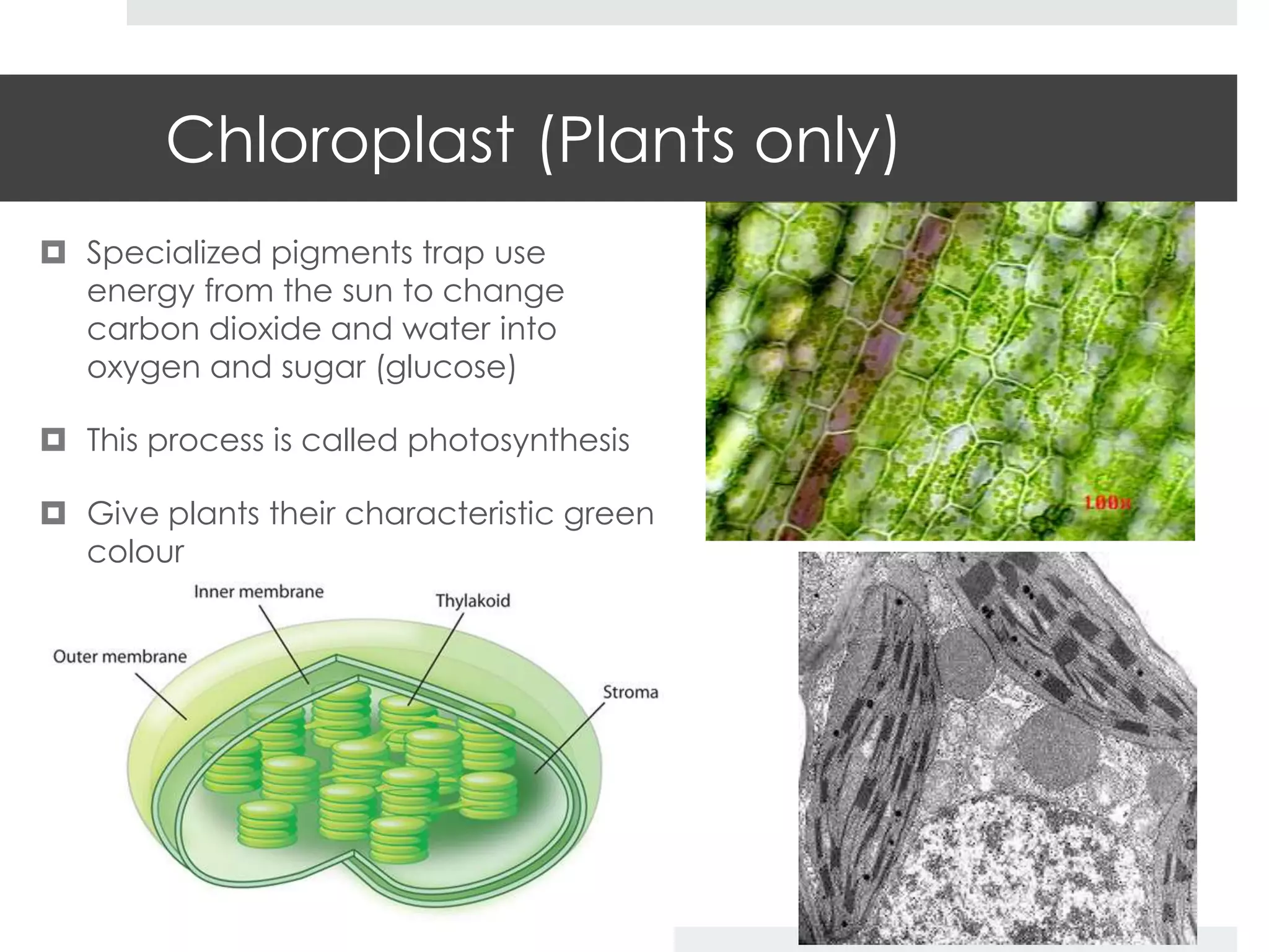 4a Cell Structure and Function | PPTX