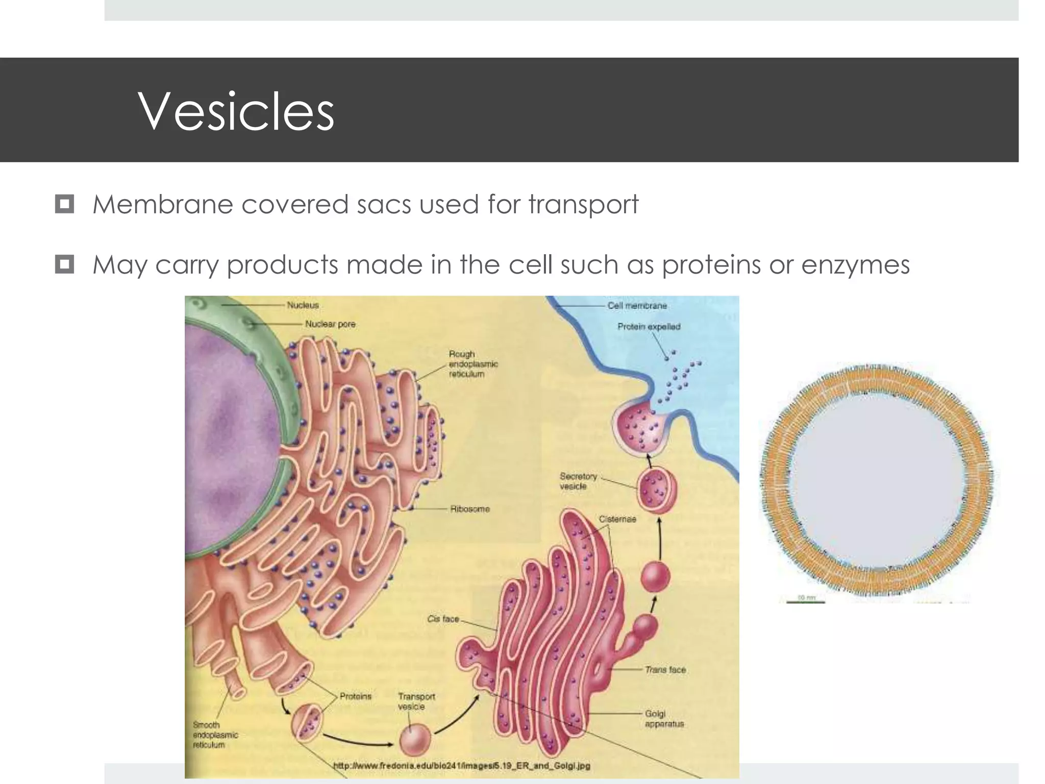 4a Cell Structure and Function | PPTX