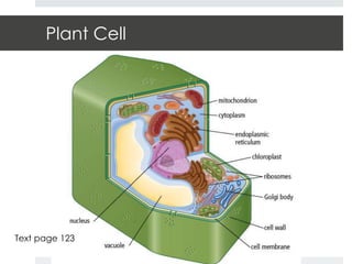 4a Cell Structure and Function | PPTX