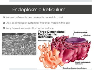 4a Cell Structure and Function | PPTX