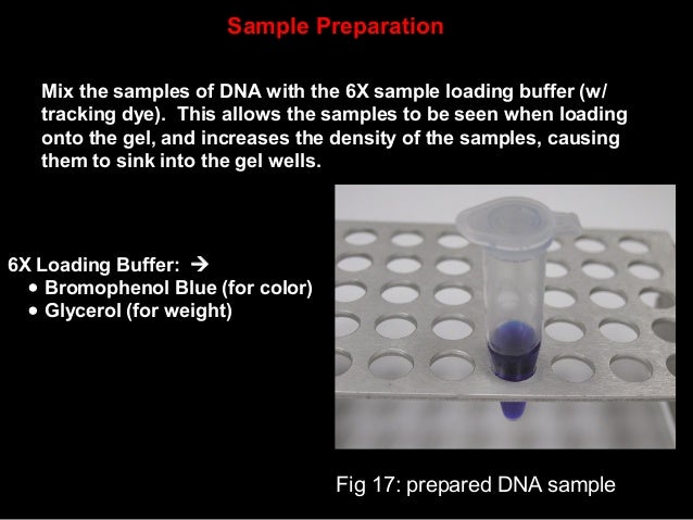 6x Agarose Gel Loading Dye Recipe | Besto Blog