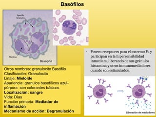 CLASE CELULAS DE SISTEMA INMUNE UABC VET | PPT