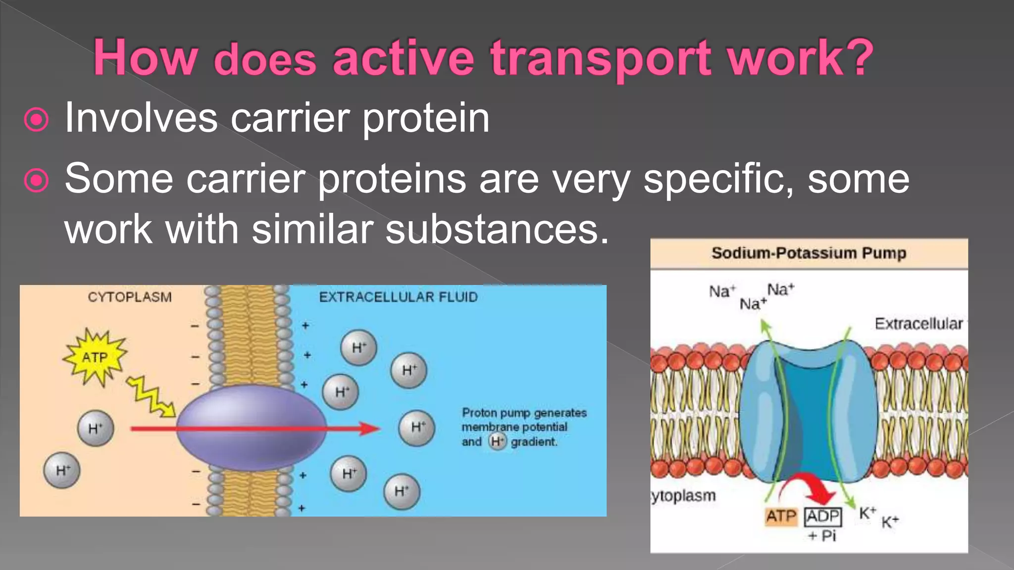 AS Biology - Active transport | PPT