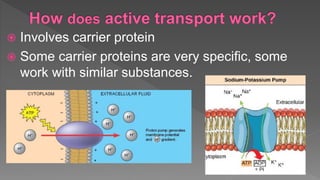 AS Biology - Active transport | PPTX