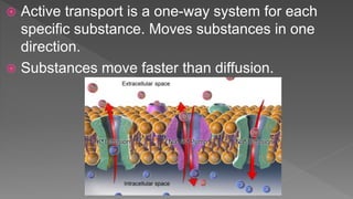 AS Biology - Active transport | PPT