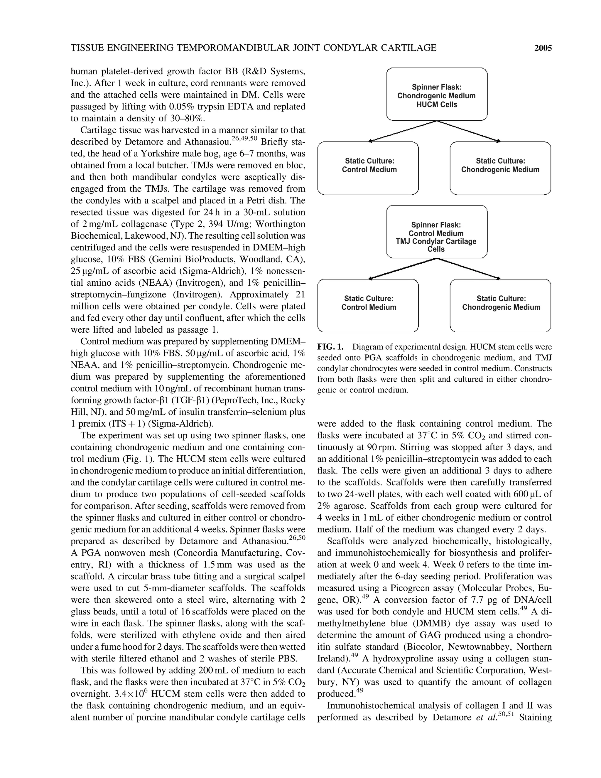 2007 Bailey Tissue Engineering | PDF