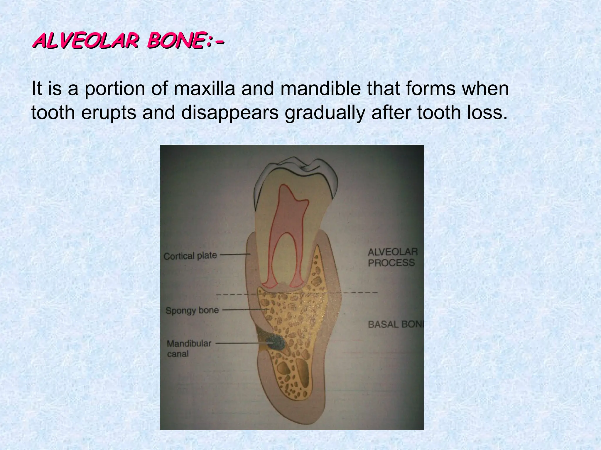4 ALVEOLAR BONE in periodontology final.ppt