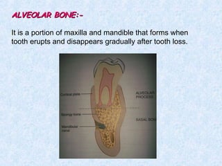 4 ALVEOLAR BONE in periodontology final.ppt