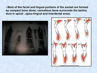 4 ALVEOLAR BONE in periodontology final.ppt