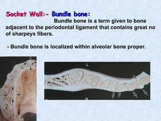 4 ALVEOLAR BONE in periodontology final.ppt