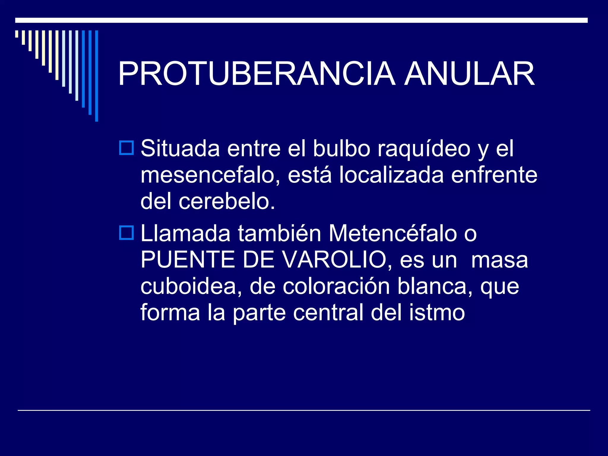 4.Anatomia De La Protuberancia Anular | PPT
