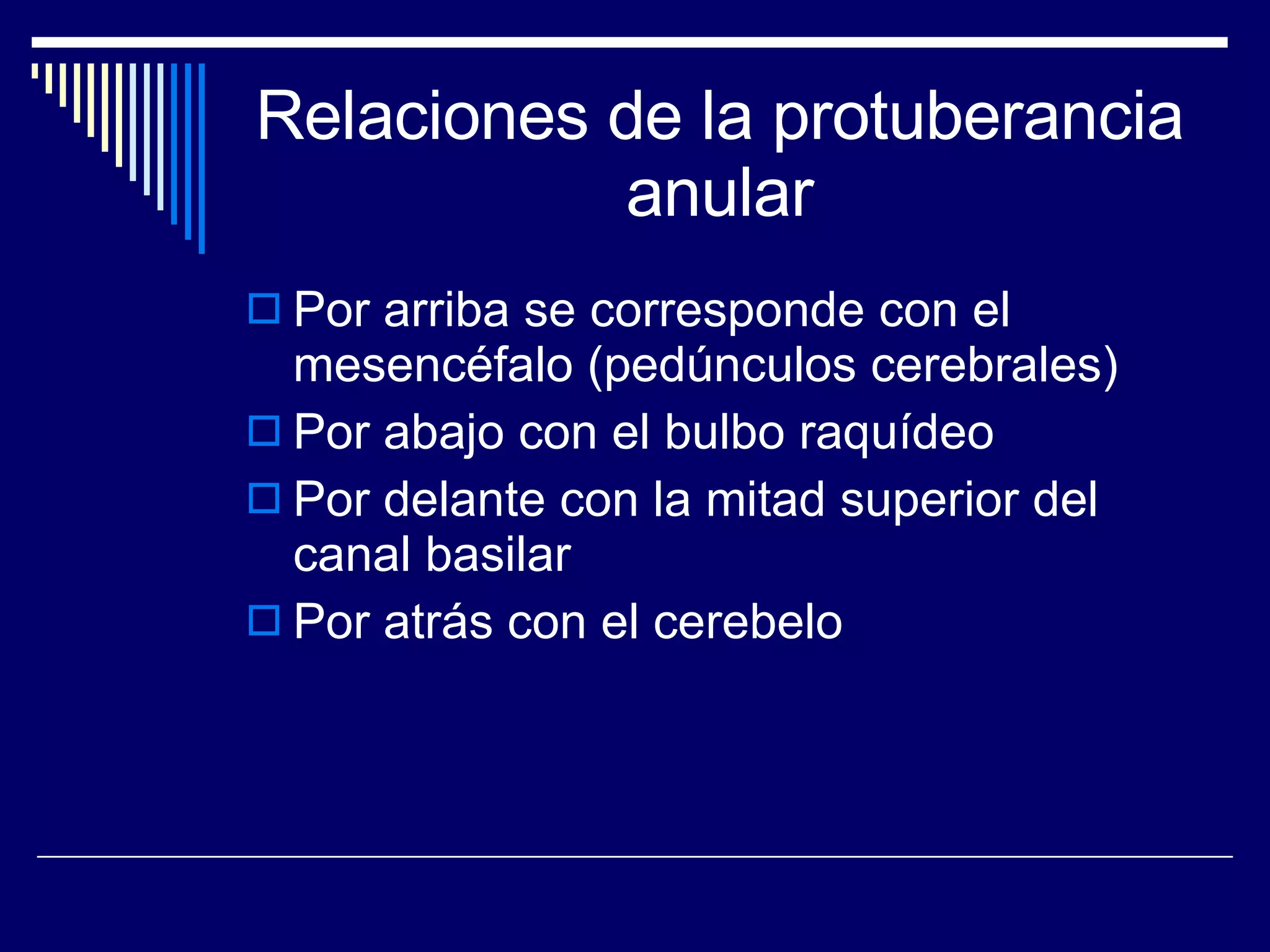 4.Anatomia De La Protuberancia Anular | PPT