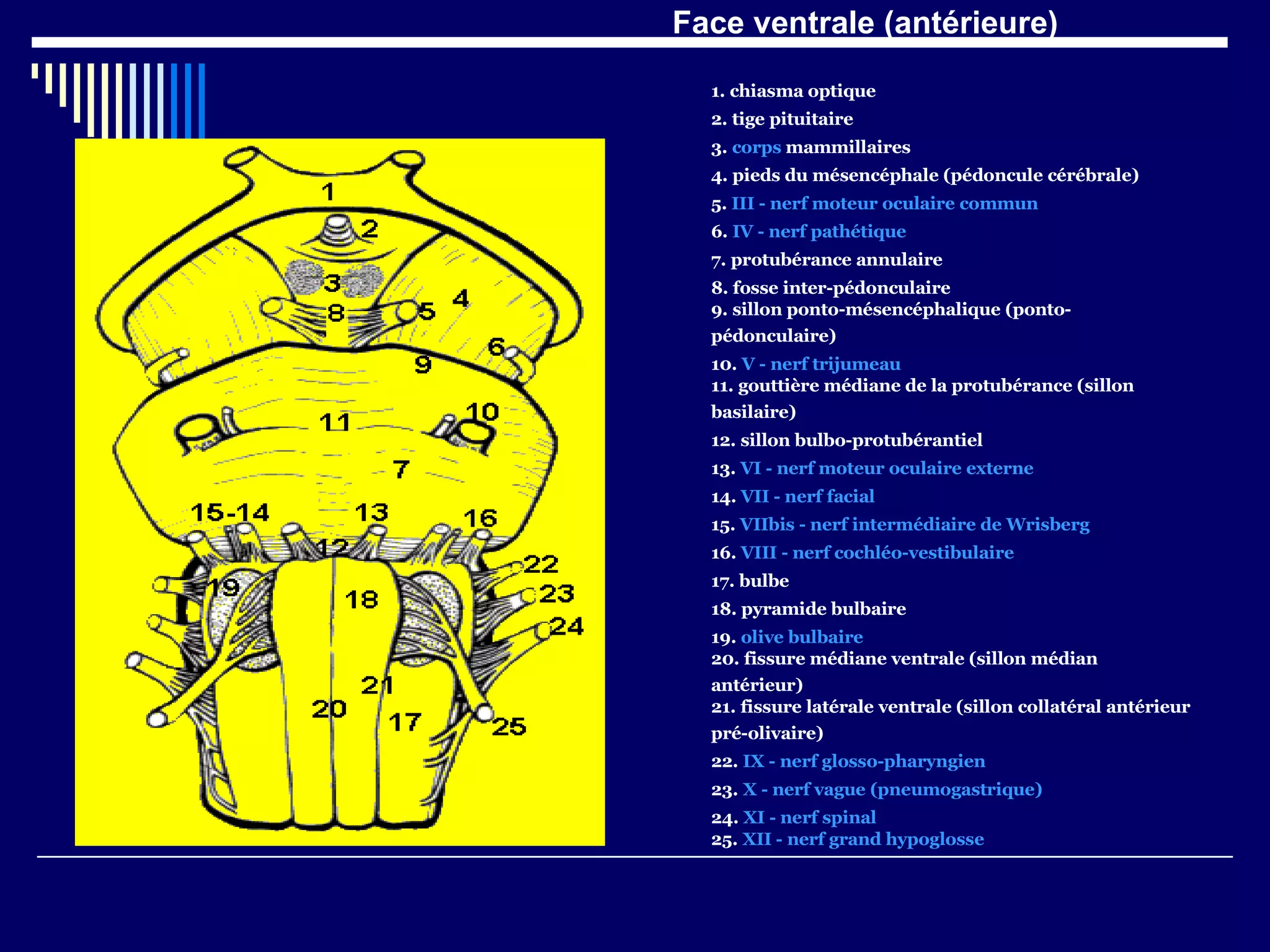 4.Anatomia De La Protuberancia Anular | PPT