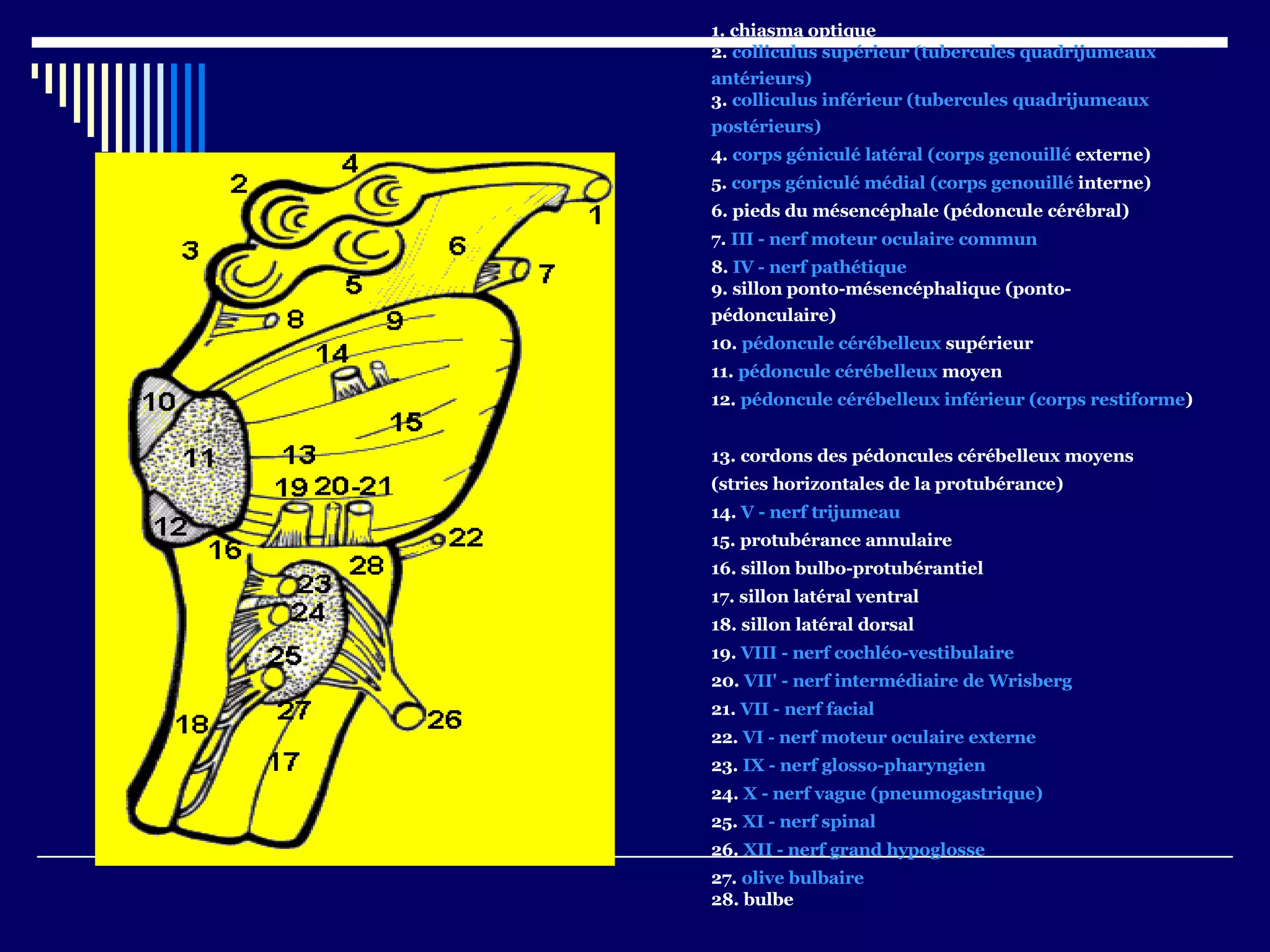 4.Anatomia De La Protuberancia Anular | PPT