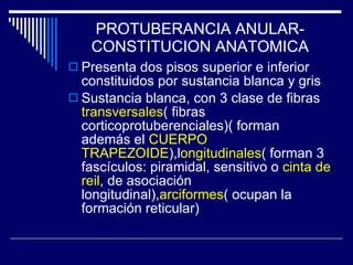 4.Anatomia De La Protuberancia Anular | PPT