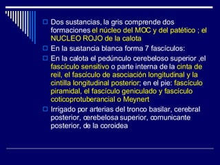 4.Anatomia De La Protuberancia Anular | PPT