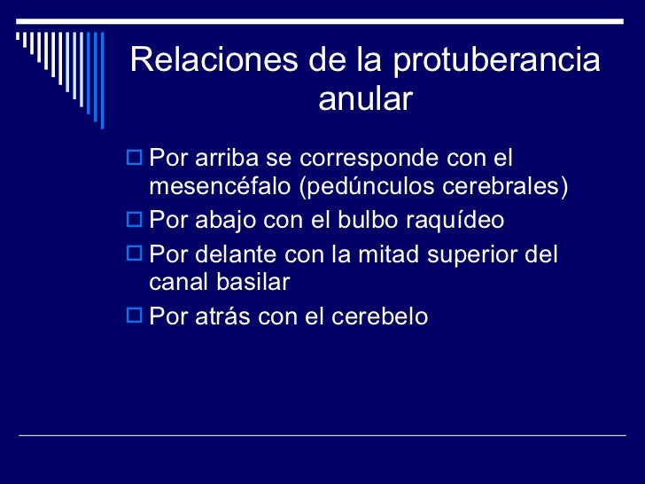 4.Anatomia De La Protuberancia Anular